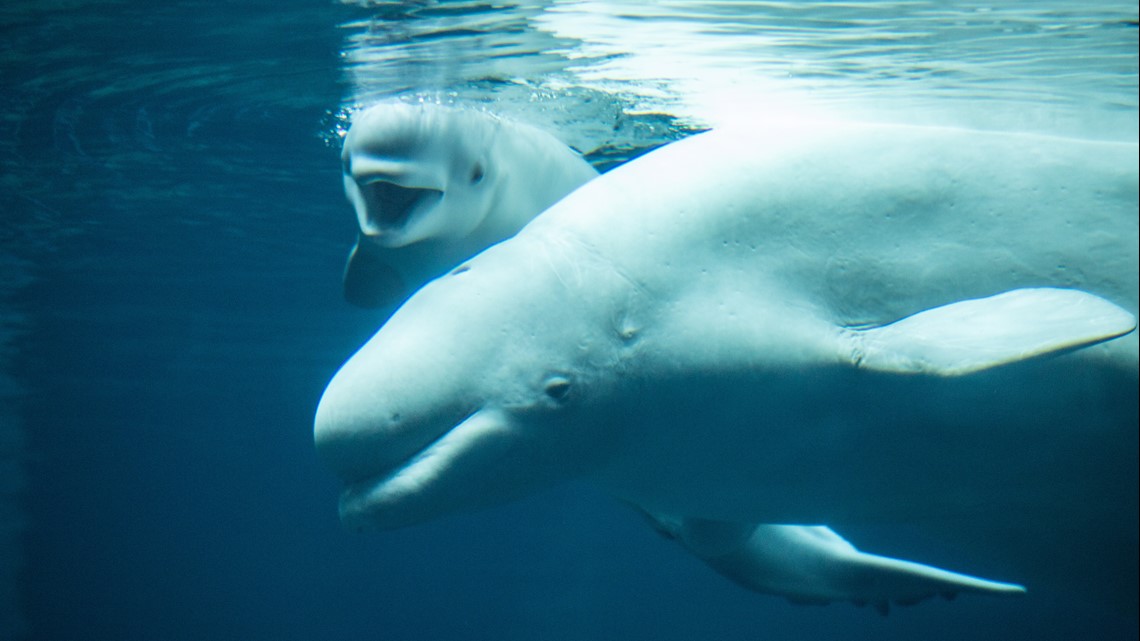 Georgia Aquarium announces birth of baby beluga whale calf | 11alive.com