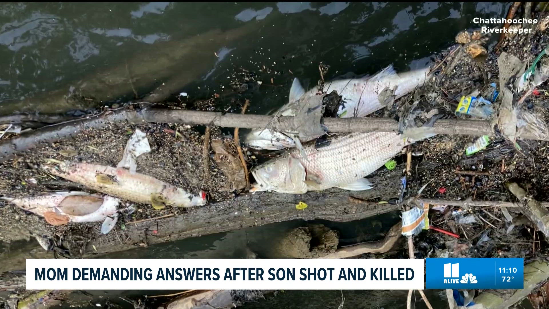 Investigation launched into fish kill in Chattahoochee River | 11alive.com