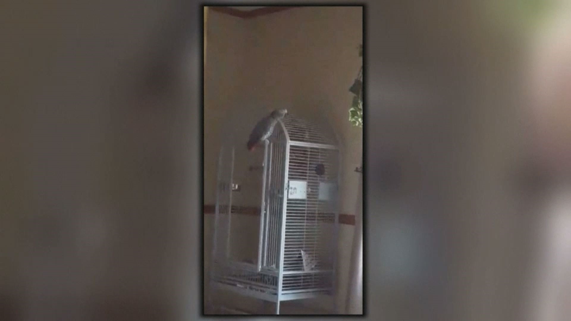 Parrot could be key witness in murder | 11alive.com