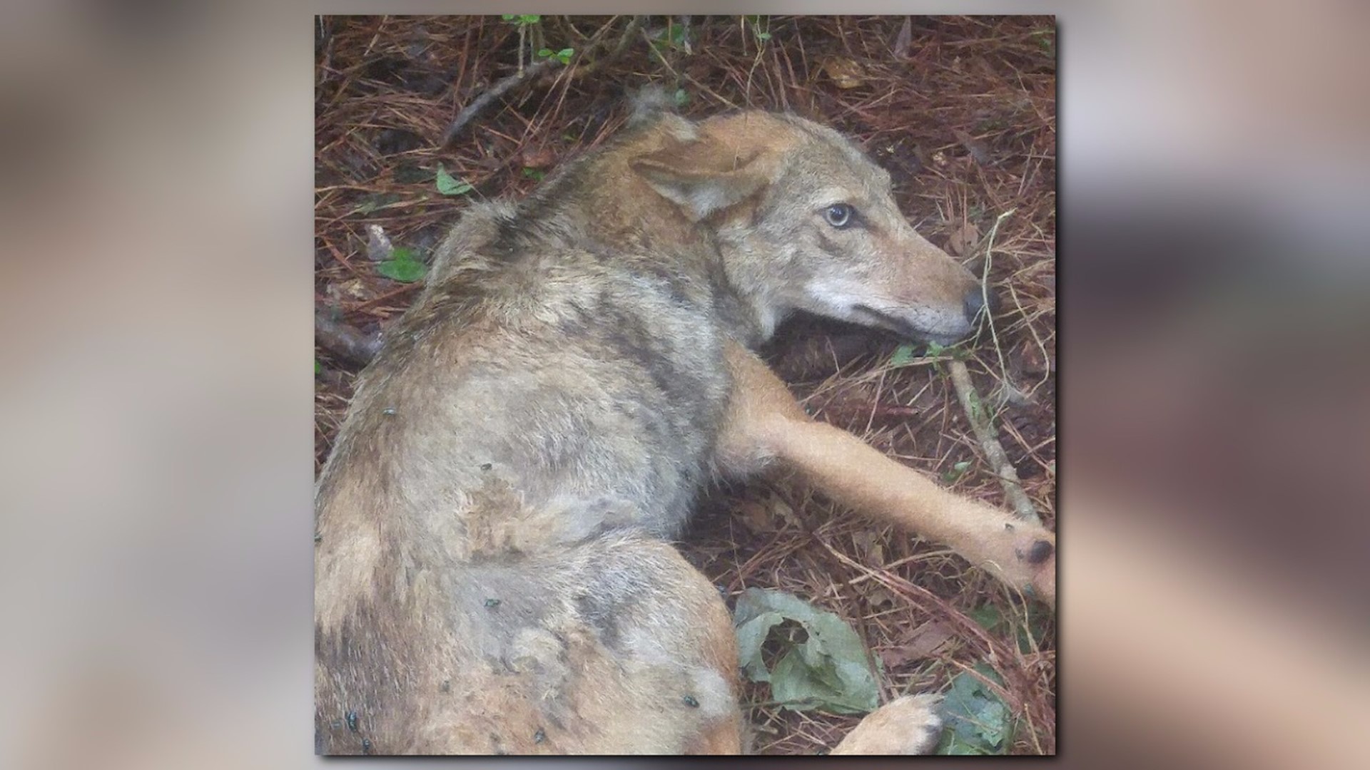 Third coyote captured in two weeks in Sandy Springs | 11alive.com
