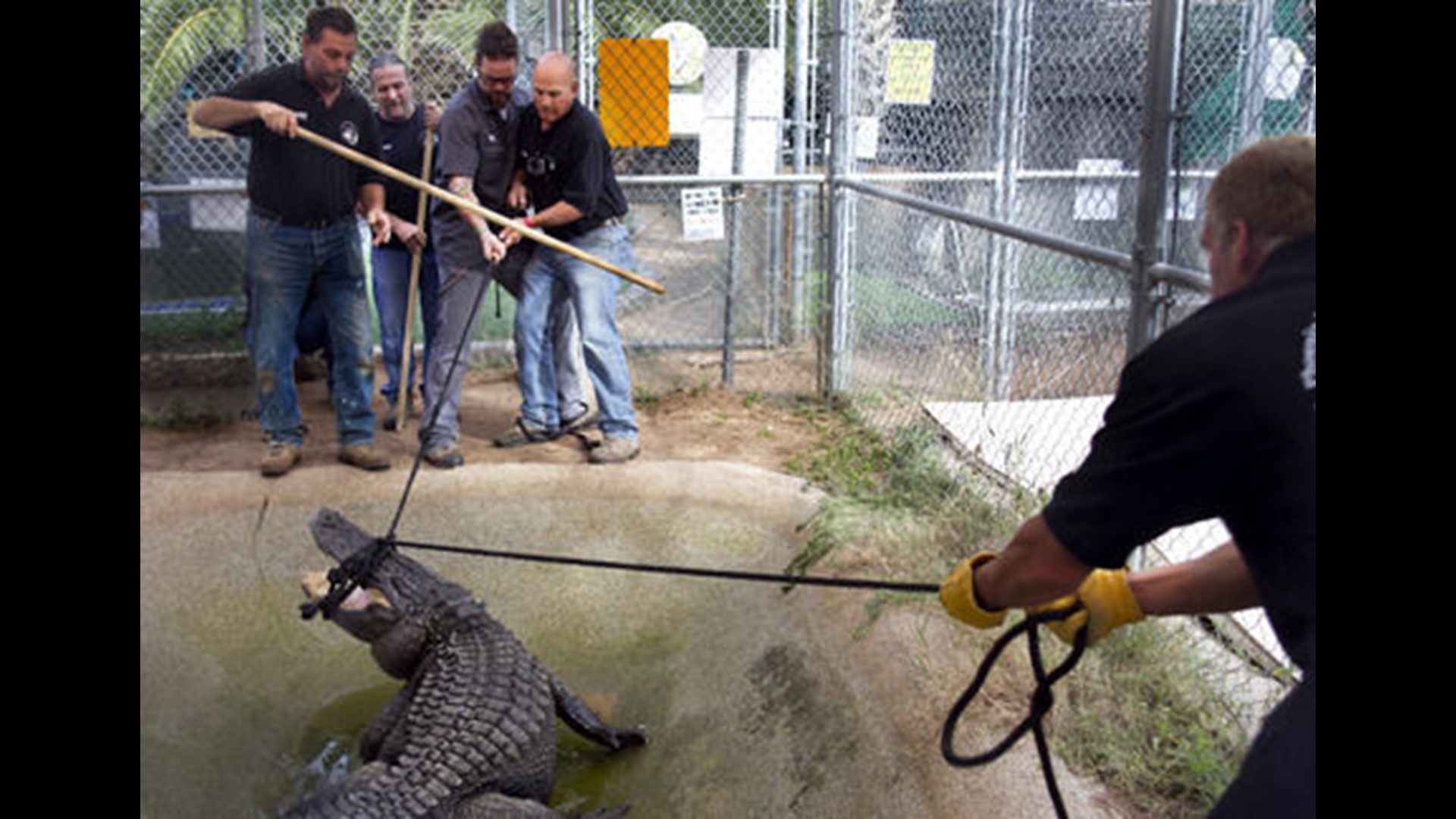 Moving angry alligator to new pen a big task | 11alive.com