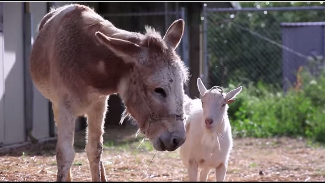 Goat refuses to eat because he misses his donkey friend | 11alive.com