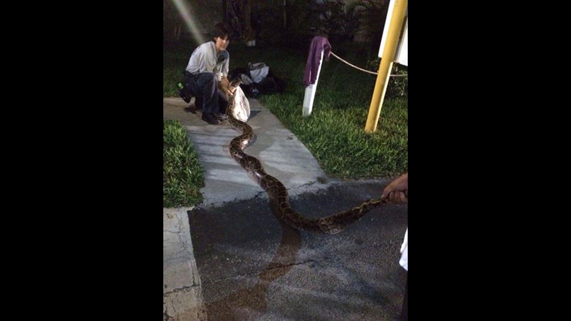 Florida residents trap 12-foot python in barbecue grill | 11alive.com