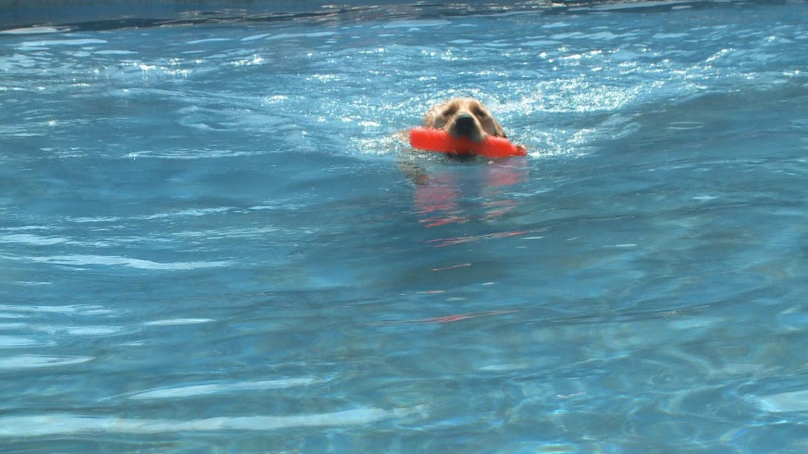 Dogs make splash at Stone Mountain Park | 11alive.com