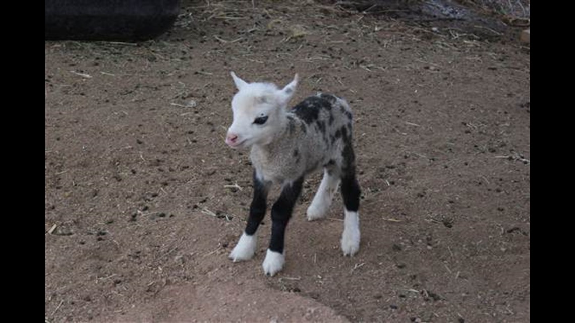 Half goat, half sheep. This geep is adorable. | 11alive.com