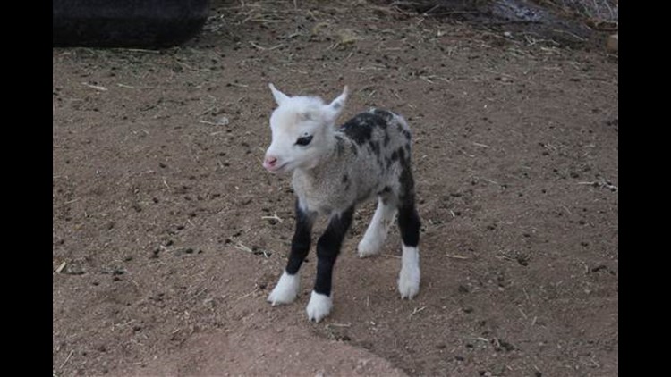 Half goat, half sheep. This geep is adorable. | 11alive.com