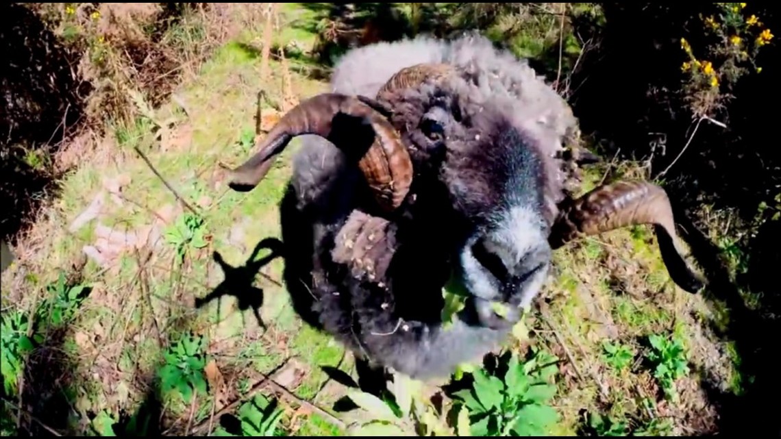 VIDEO: Rambro the angry ram attacks drone | 11alive.com