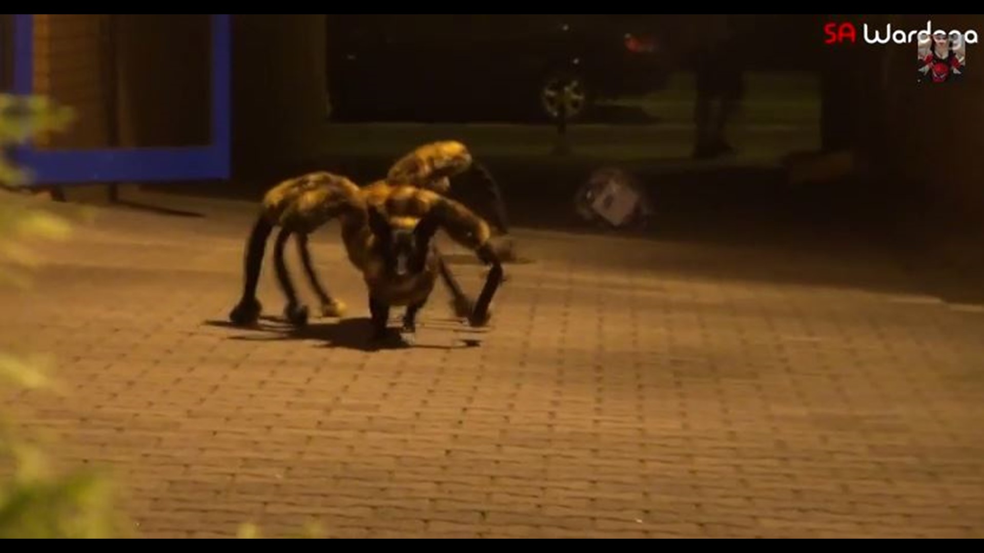 Giant mutant spider turns out to be just a shaggy dog story | 11alive.com