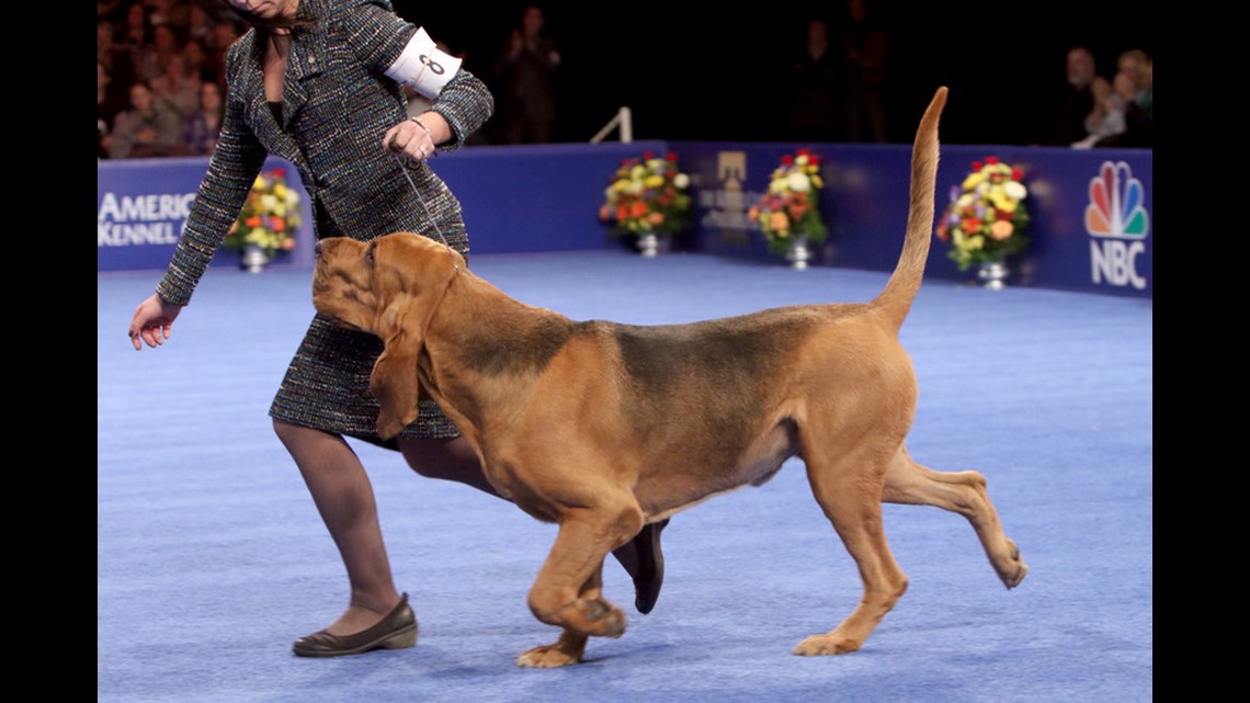 Photos: Adorable dogs prance and pose at the National Dog Show ...