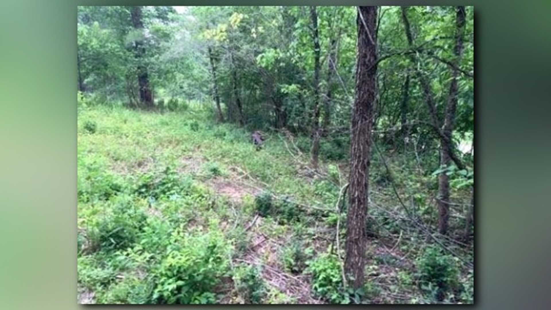 Alligator captured 75 miles northeast of Atlanta | 11alive.com