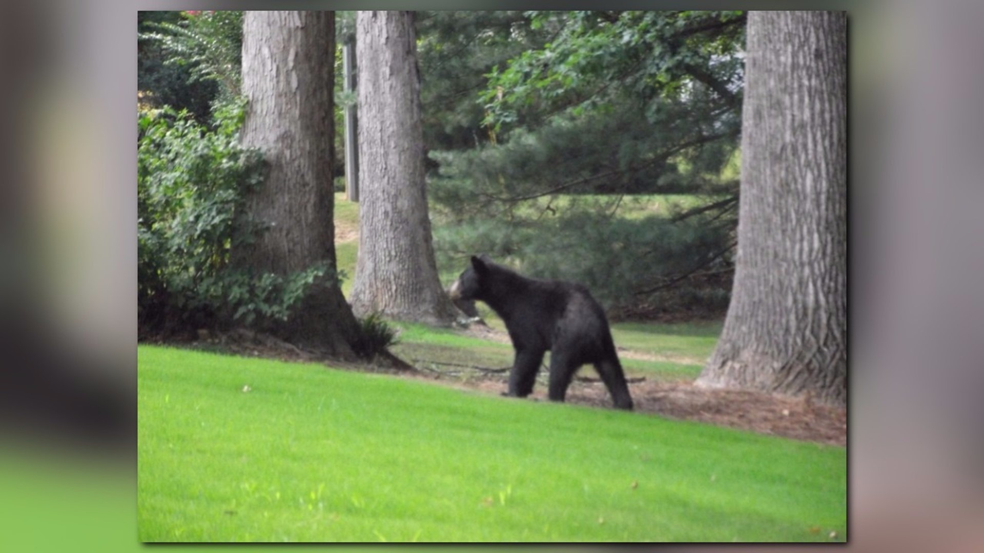 More evidence shows New Jersey's bipedal bear Pedals was killed ...