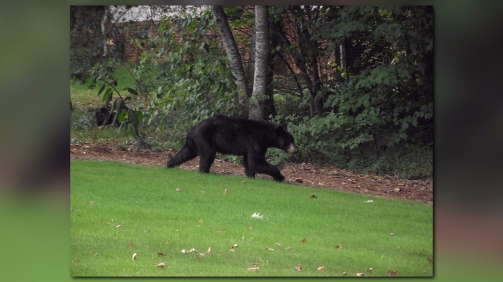 More evidence shows New Jersey's bipedal bear Pedals was killed ...