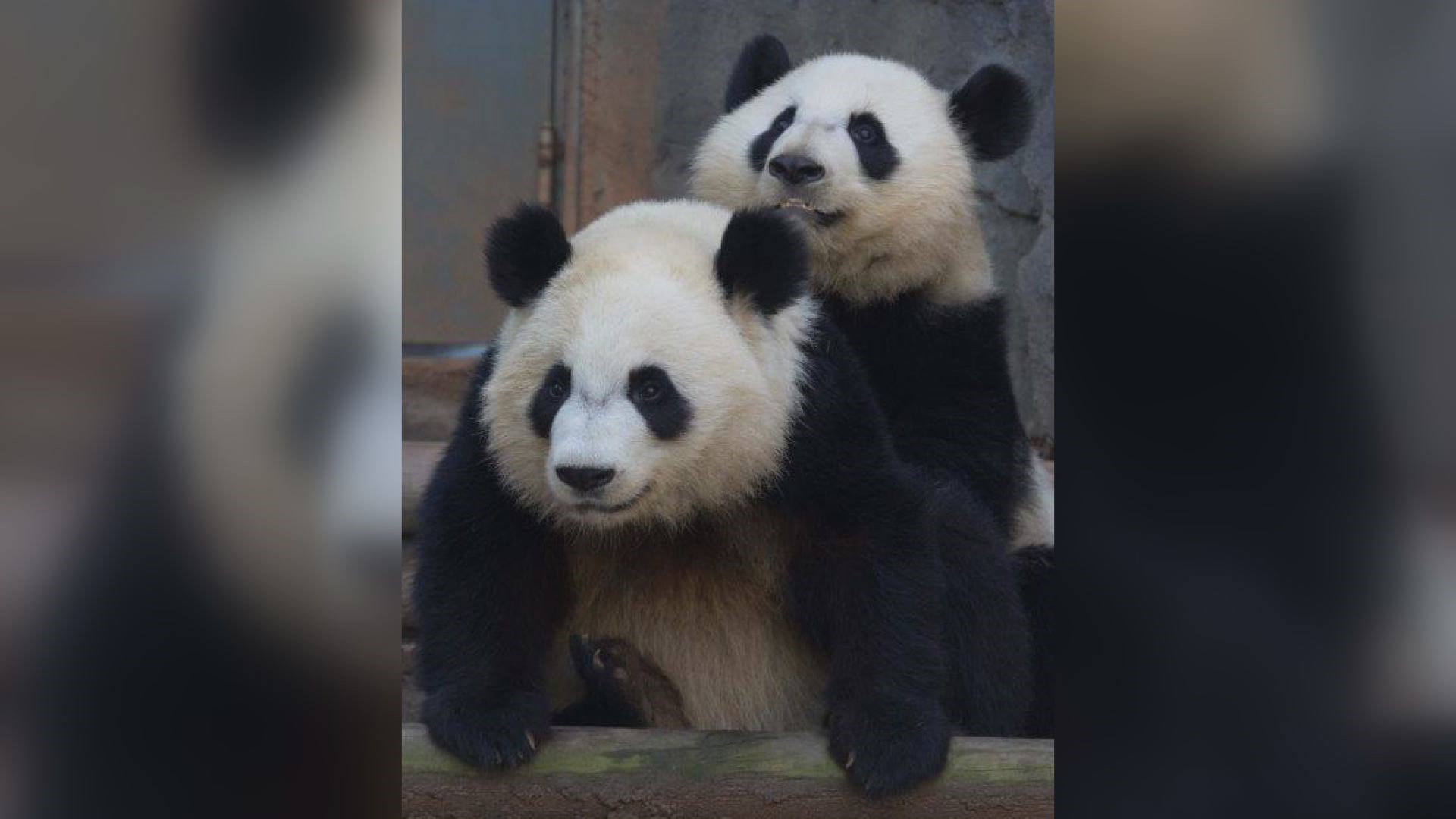 Bring your bestie to panda bestie birthday celebration | 11alive.com