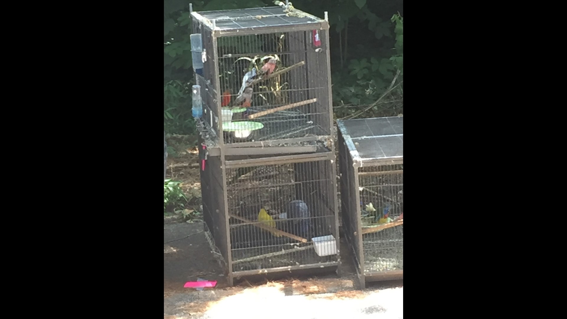 200 birds seized during house raid | 11alive.com