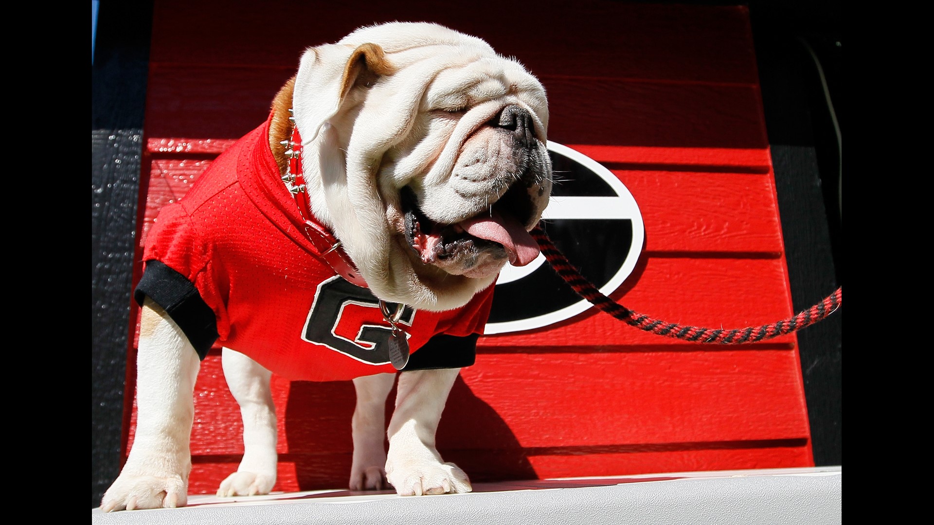 Former Bulldogs mascot Uga IX passes away | 11alive.com