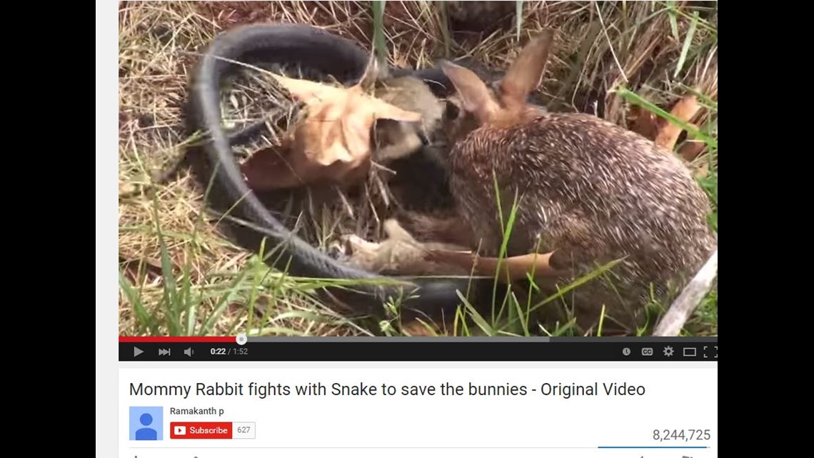VIDEO: Mama rabbit rescues baby bunny from snake | 11alive.com