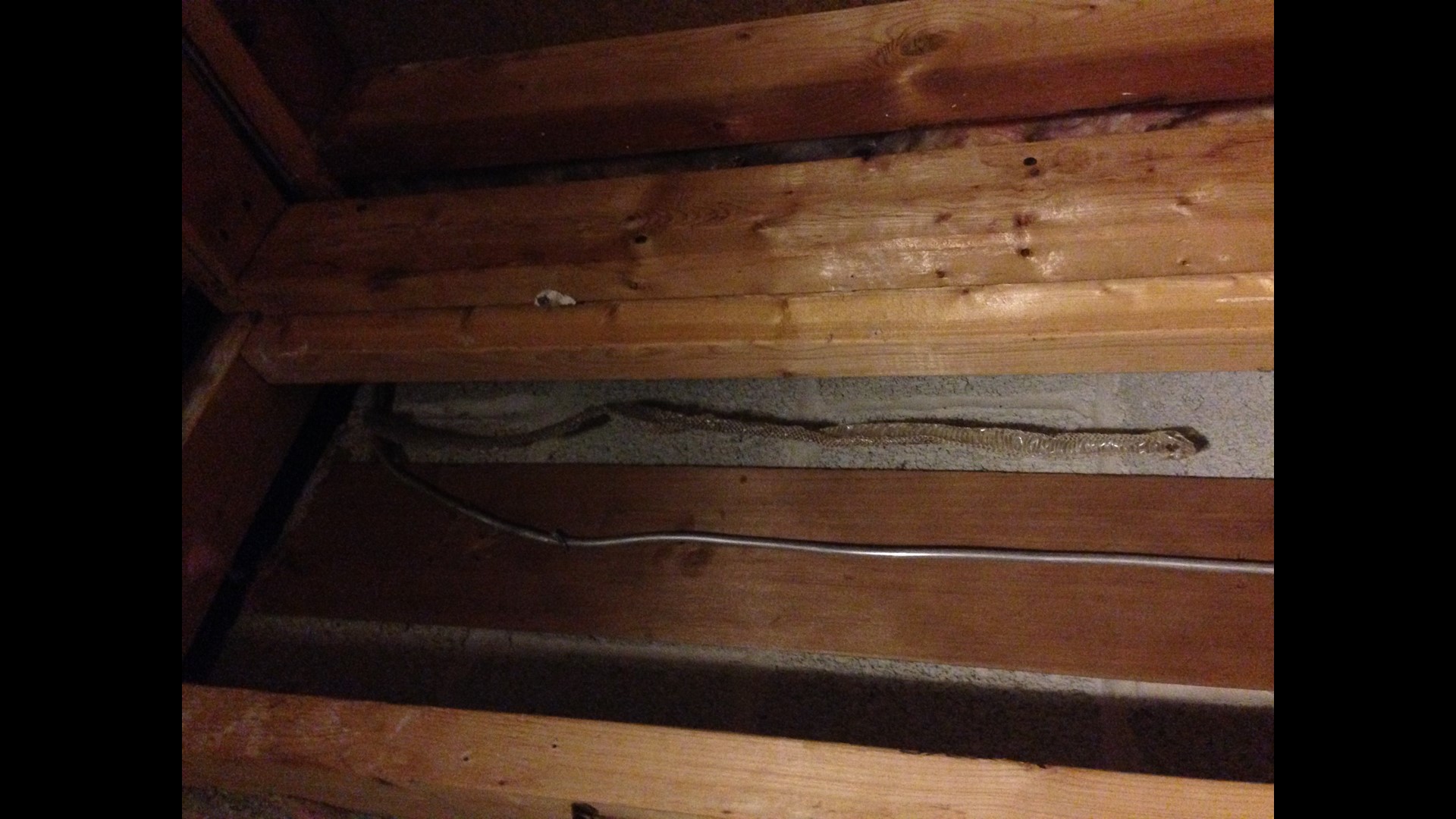 Annapolis couple sues for $2 million over snake infested home | 11alive.com