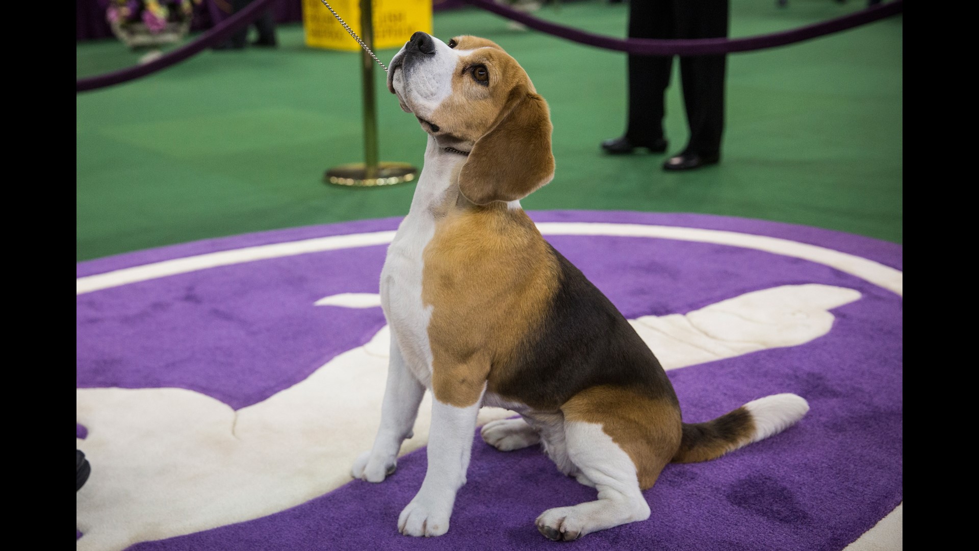 Happy Beagle Miss P Wins Best in Show at Westminster | 11alive.com
