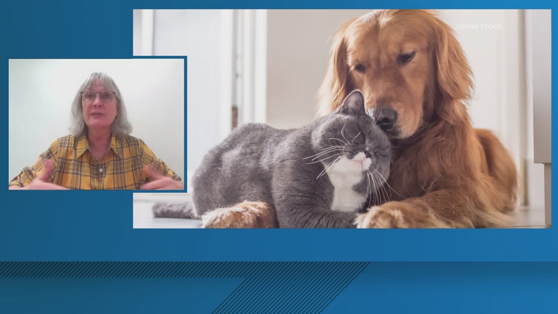 11Alive News: The Take | Helping families keep their pets fed (11/18/25 ...