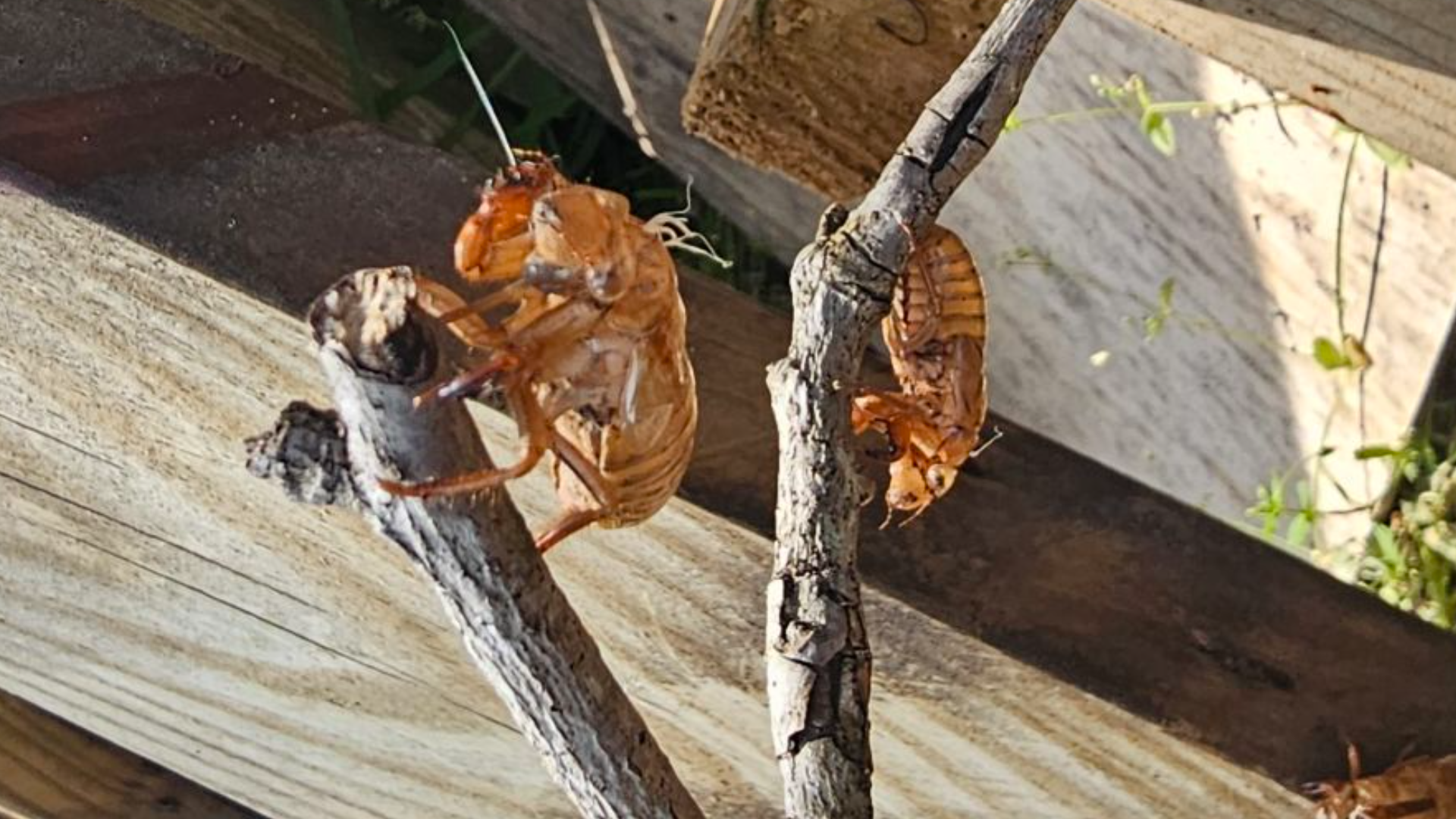 Cicadas in Georgia 2024 | First sightings reported | 11alive.com