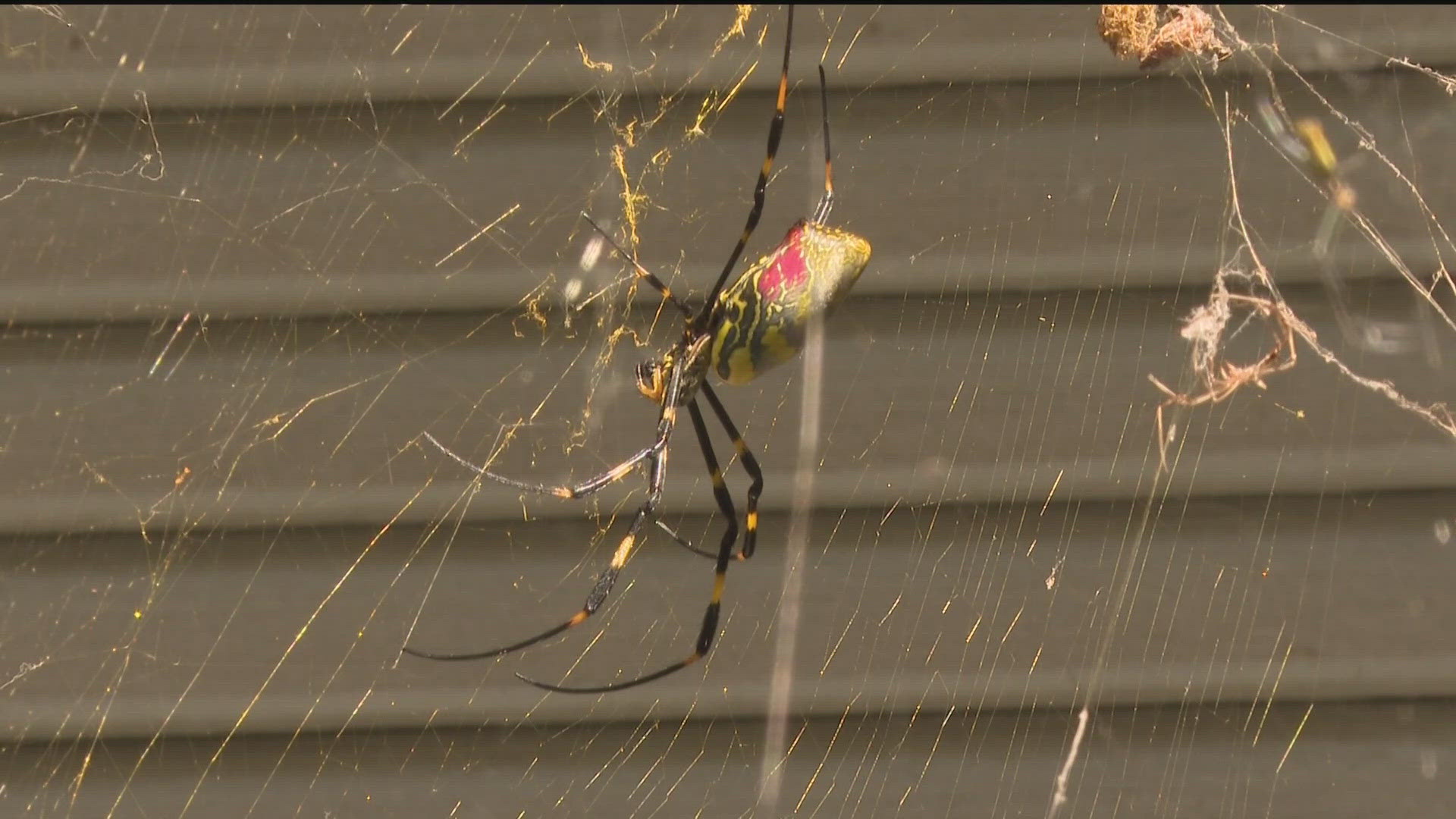 Residents urged to capture Joro spider sightings for Georgia's annual ...