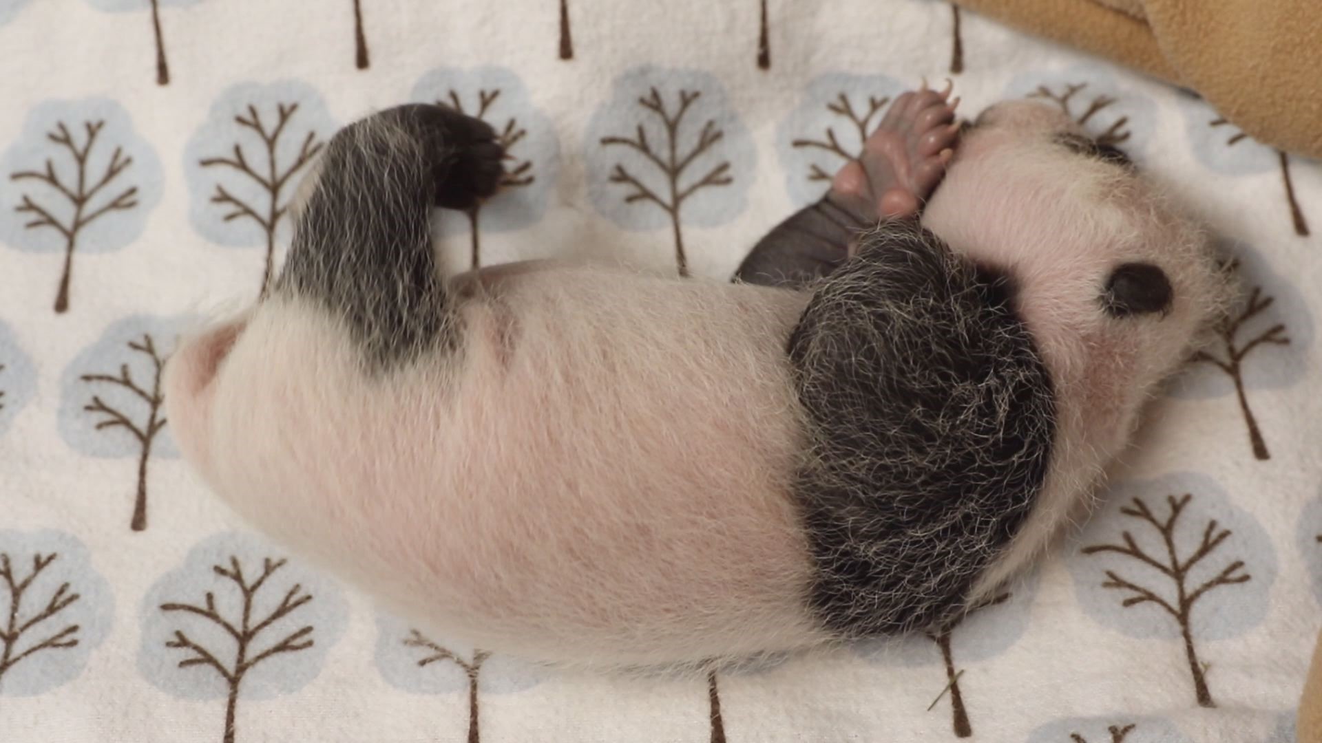 Twin pandas turn 1 month and they are ADORABLE | 11alive.com