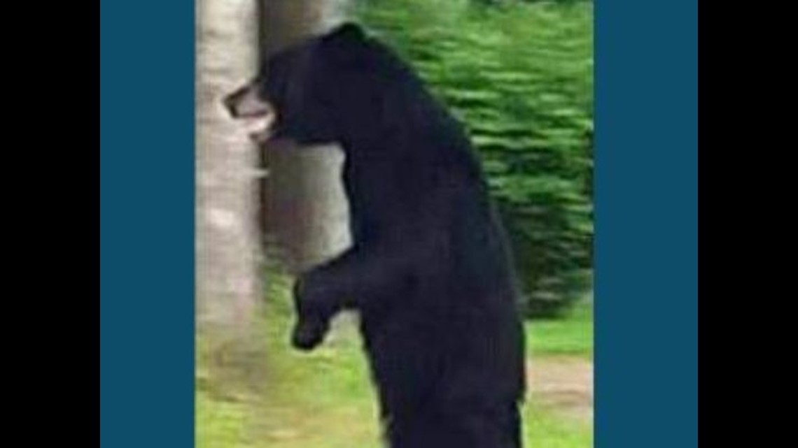 More evidence shows New Jersey's bipedal bear Pedals was killed ...