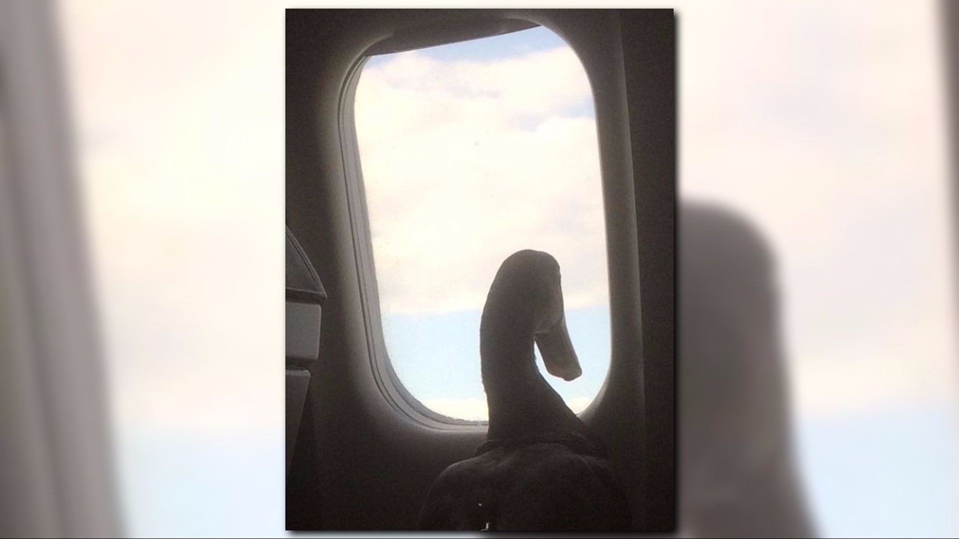 'Emotional support duck' goes viral after plane ride | 11alive.com