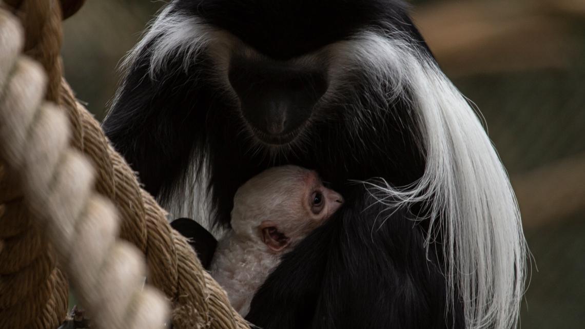 Zoo Atlanta new Angolan Colobus monkey | 11alive.com