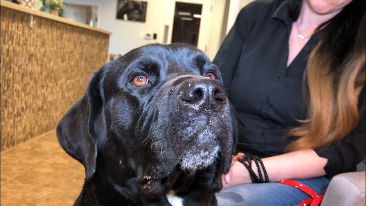 Meet Maddox, Tom, and Jerry: Forsyth Co. Animal Shelter's pets of the ...