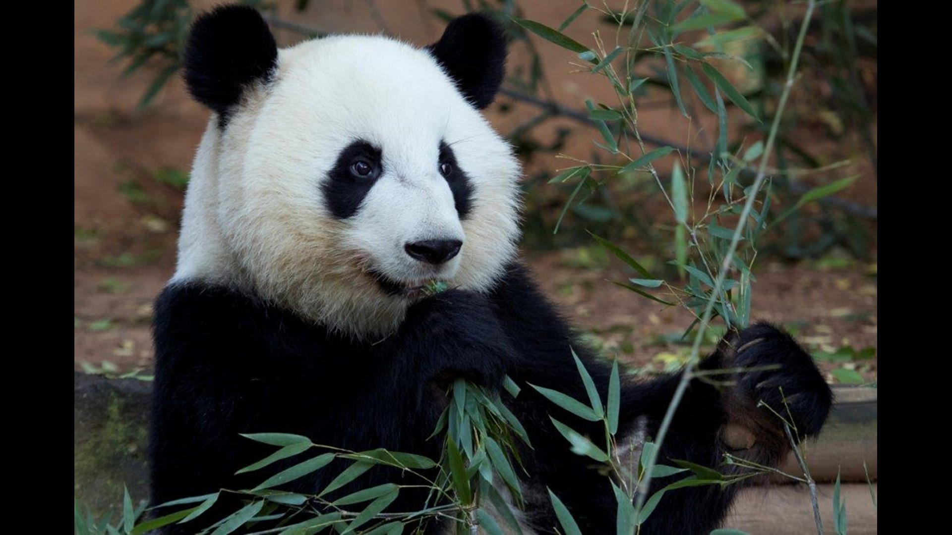 Zoo Atlanta pandas having trouble adjusting to new China home | 11alive.com