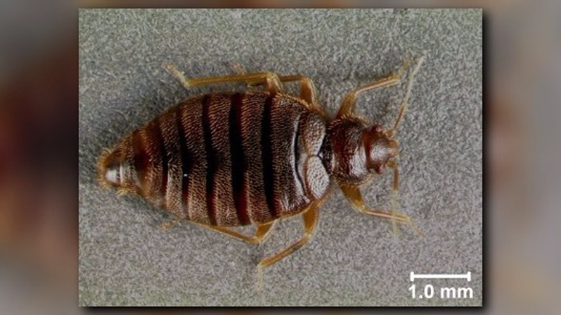 Rare Bed Bug Re Emerges In Florida After 60 Years 11alive