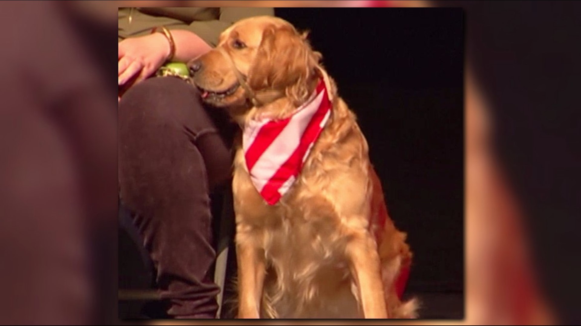 Service dogs graduate in unique ceremony | 11alive.com