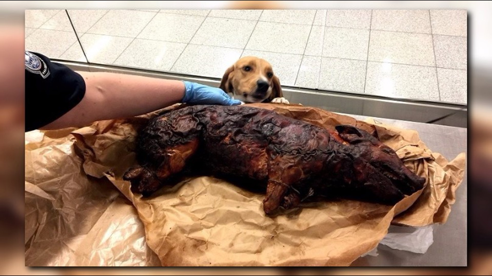 Beagle Brigade catches roasted pig, other weird items at Atlanta ...