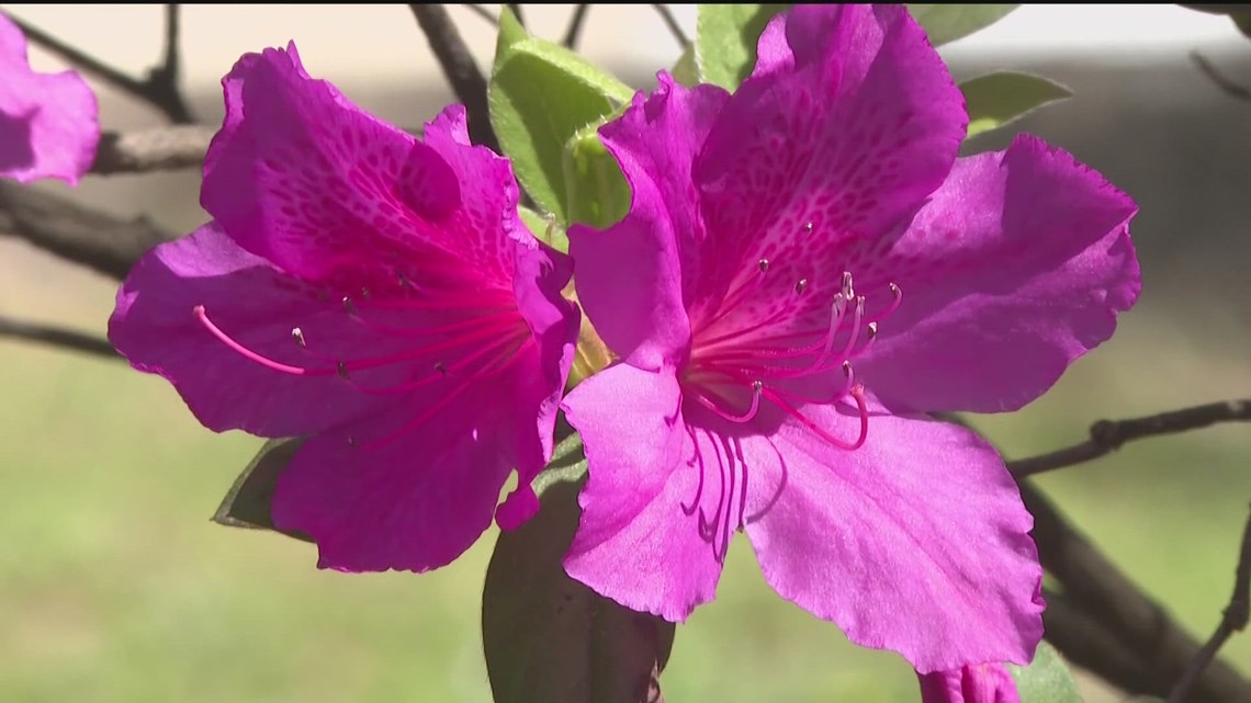 Pollen, Pollution, and Prevention: Expert Tips for Surviving Allergy ...