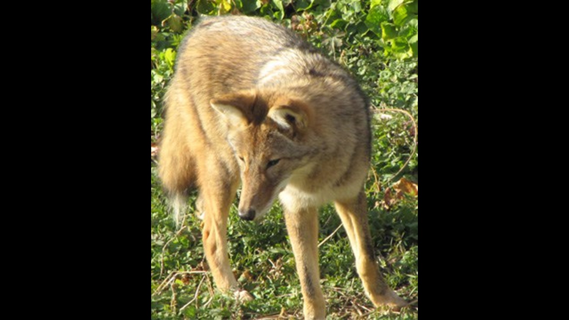 Coyote Challenge: Kill a coyote and you could get a free lifetime ...