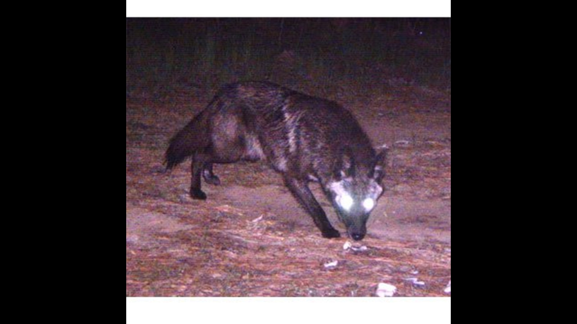 Coyote Challenge: Kill a coyote and you could get a free lifetime ...