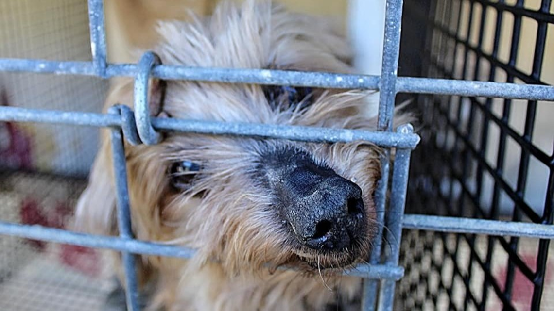 Hidden in plain sight: Sick animals, a jawless dog and a system that ...