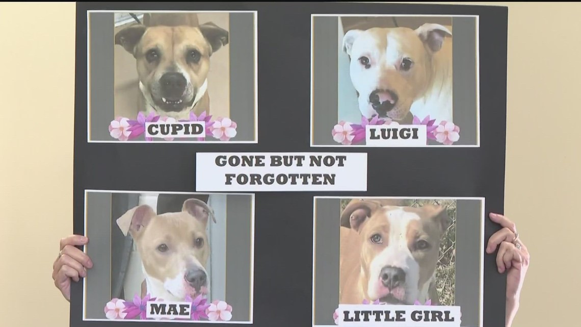 Heated debate over euthanized dogs | 11alive.com