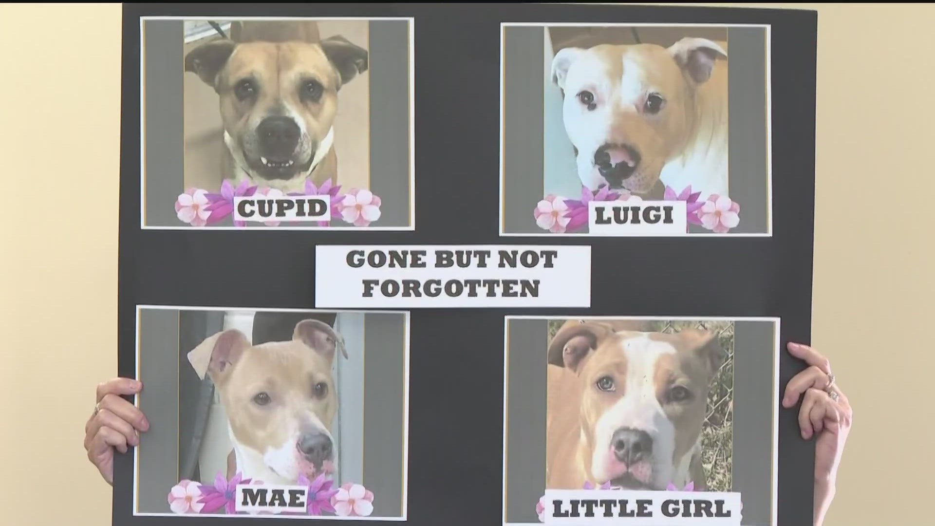 Heated debate over euthanized dogs | 11alive.com