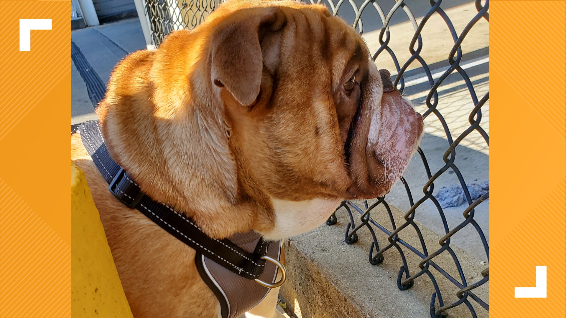 Big Poppa dog from Atlanta becomes national face of quarantine ...