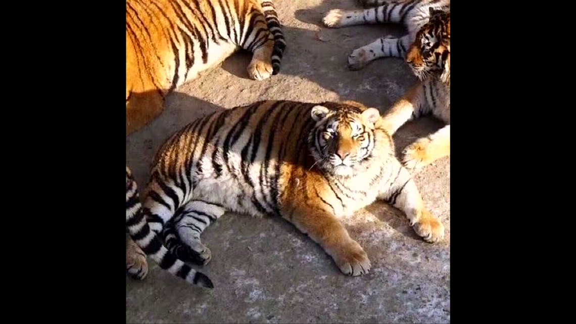 PHOTOS: Chubby Siberian tigers at Chinese tiger park | 11alive.com