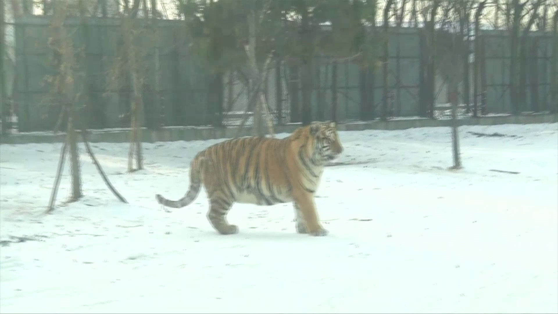 PHOTOS: Chubby Siberian tigers at Chinese tiger park | 11alive.com