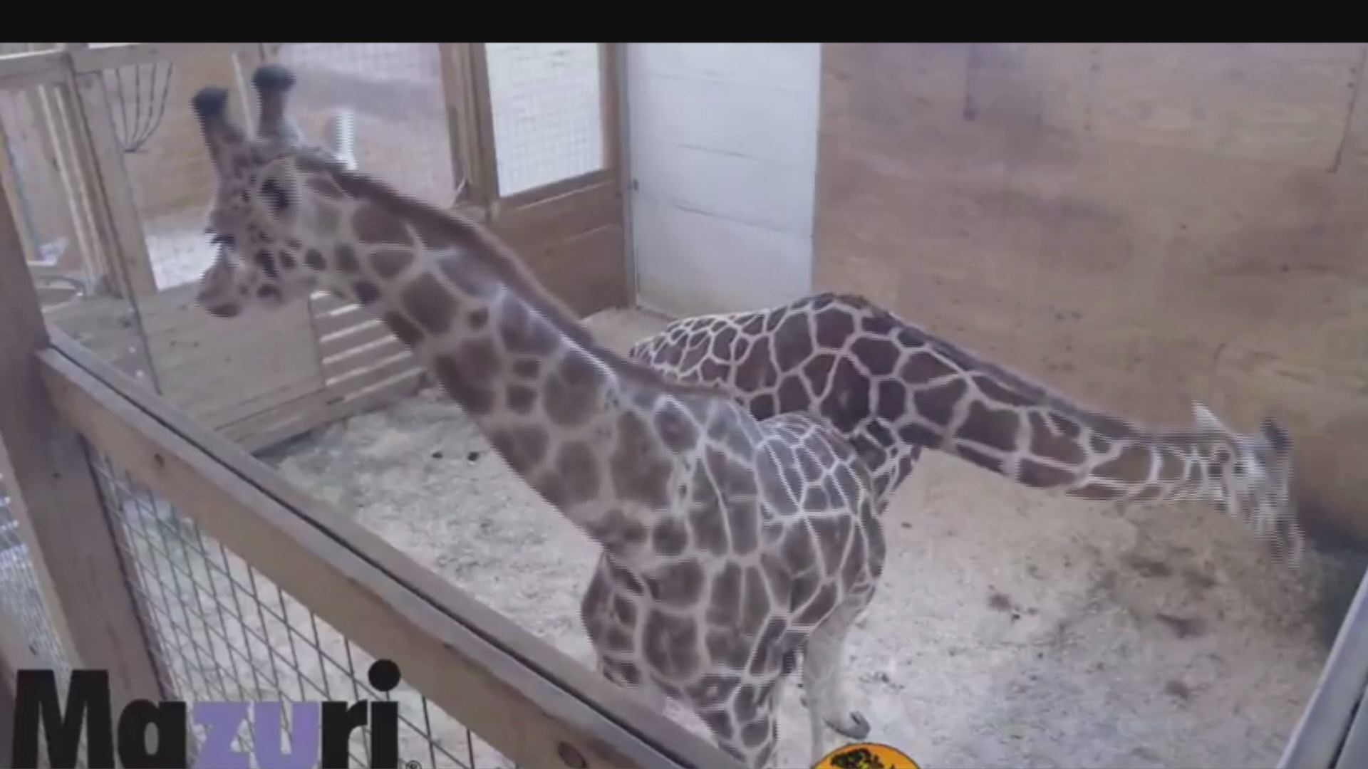 15 facts about giraffes you might not know | 11alive.com