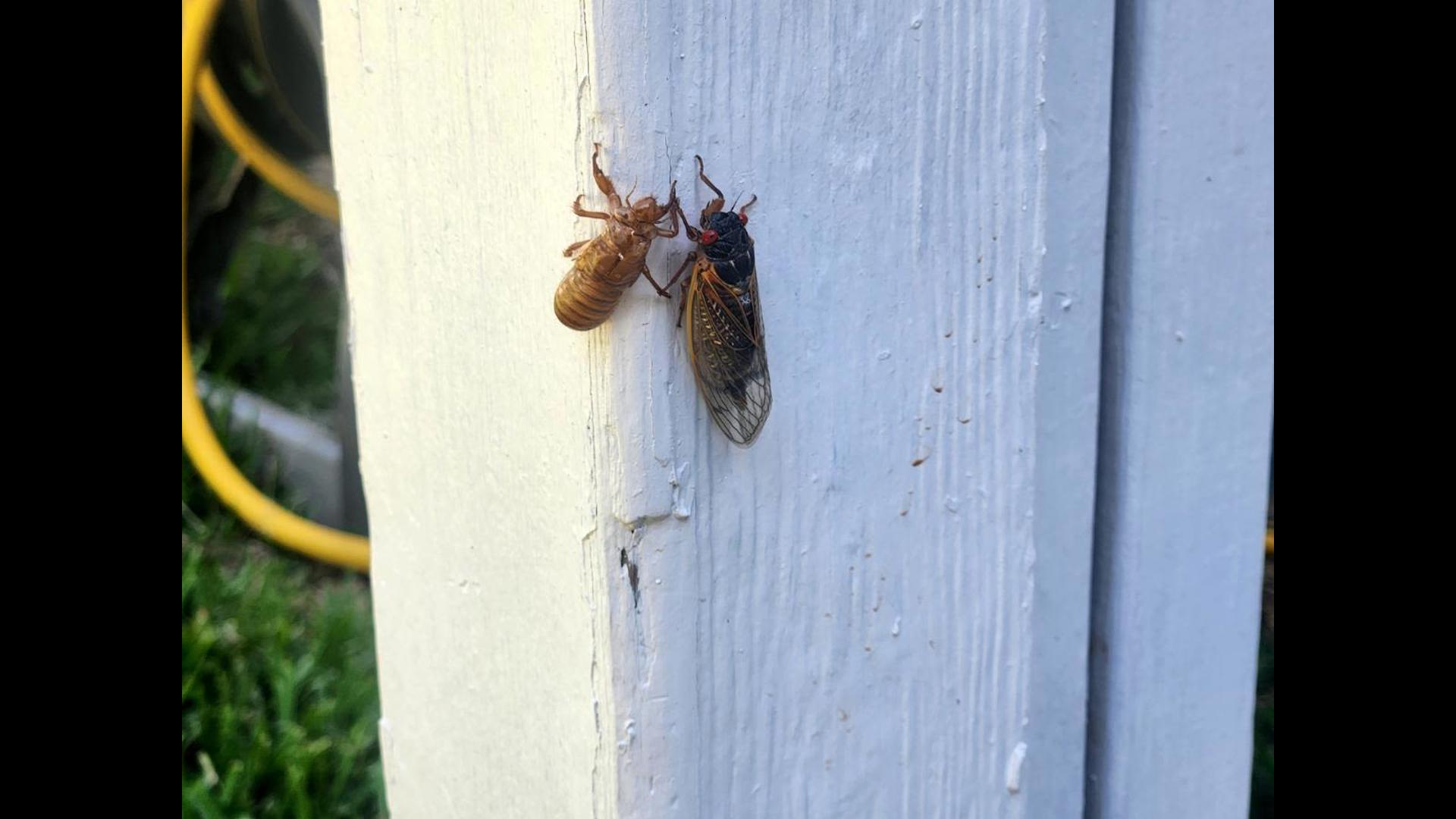 Cicadas in Georgia 2024 | 11alive.com