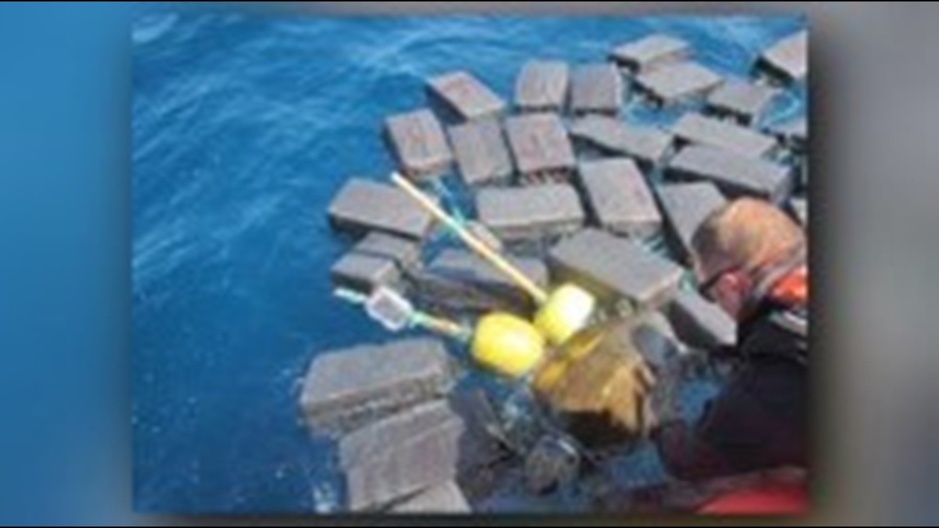 Coast Guard | Sea turtle found tangled in $53M worth of cocaine ...