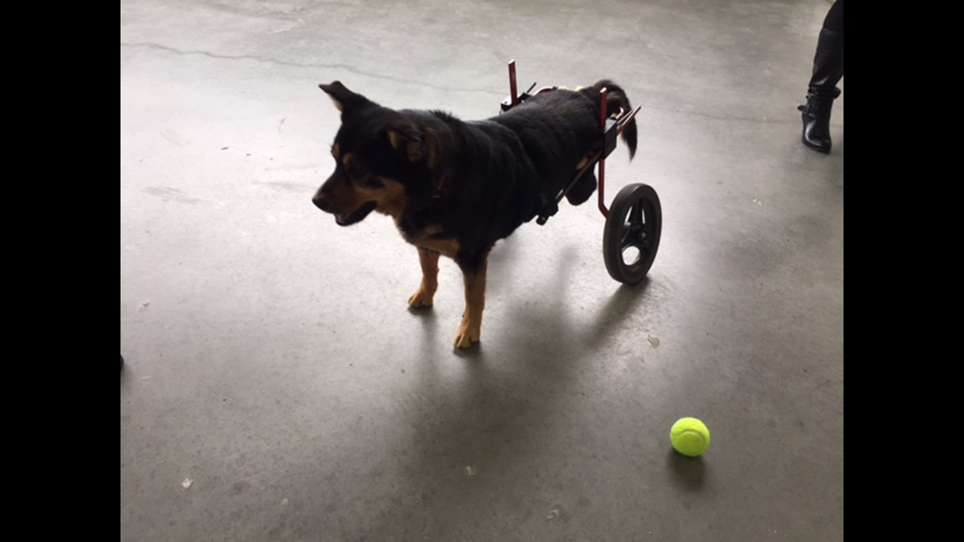 Prison mascot 'Bandit' needs to be adopted | 11alive.com