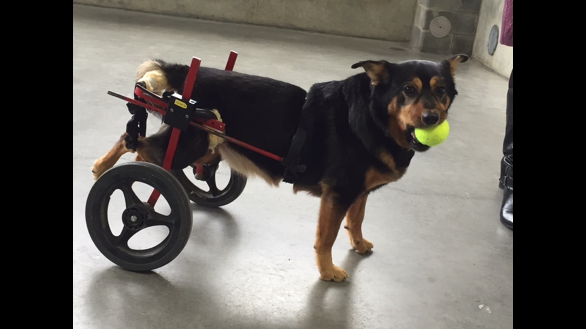 Prison mascot 'Bandit' needs to be adopted | 11alive.com