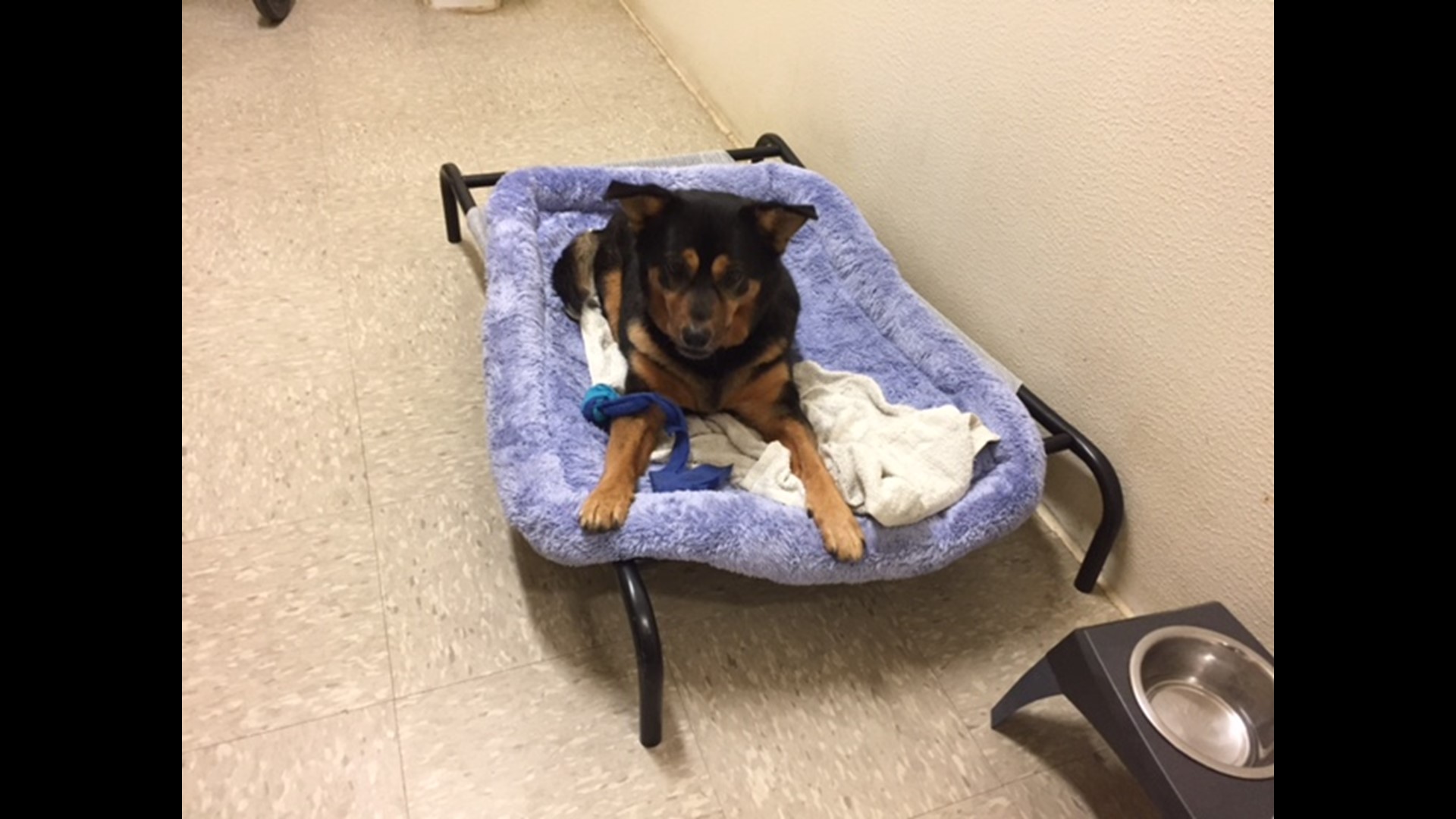 Prison mascot 'Bandit' needs to be adopted | 11alive.com
