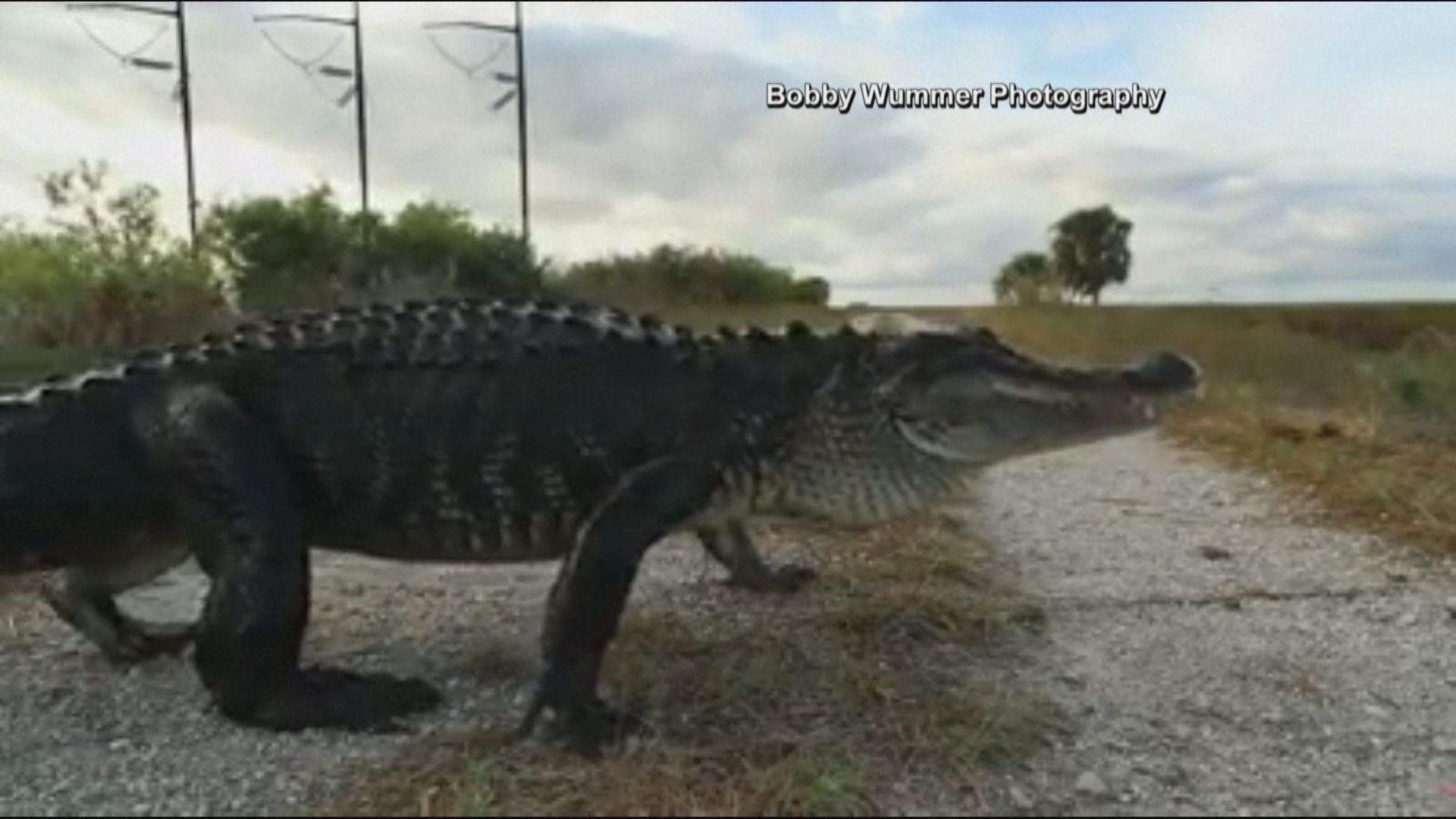 Gators on parade... and it's awesome | 11alive.com